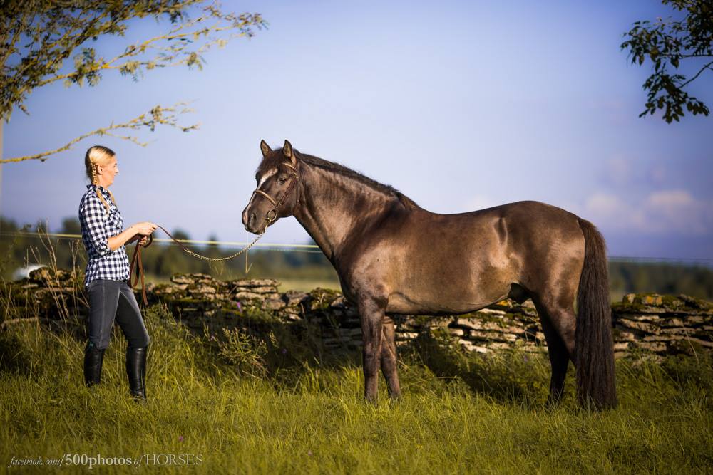 Stallion Apollo – Estonian Native Horses