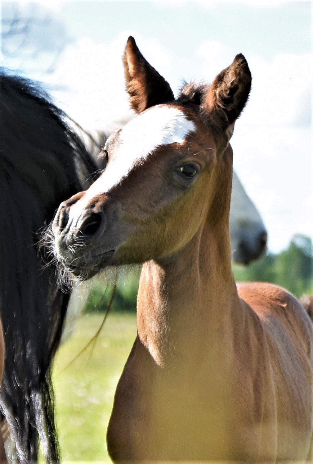 Pidamine ja ratsastus – Voore Tallide eesti tõugu hobused, pulmasõidud ...